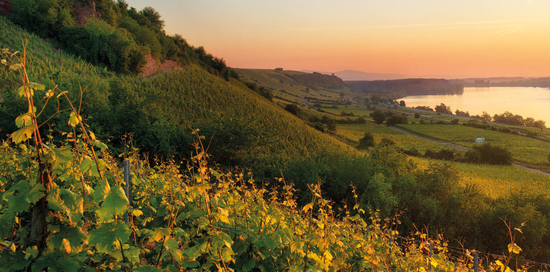 Tourismus • Wein vom Roten Hang e.V • Zwischen Himmel und Rhein